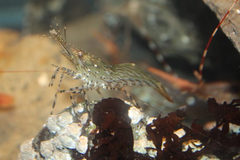 Coonstripe Shrimp, Crustaceans, Vancouver Island, BC