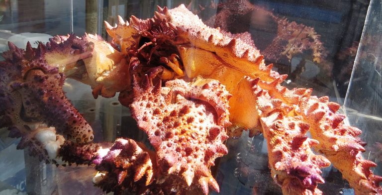 Puget Sound Kingcrab, Crustaceans, Vancouver Island, BC
