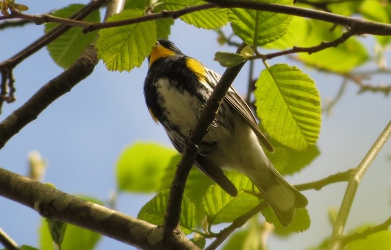 Yellow Rumped Warbler, Vancouver Island, BC | Gohiking.ca