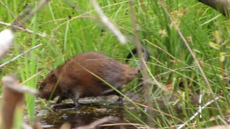 Muskrat, Vancouver Island, British Columbia
