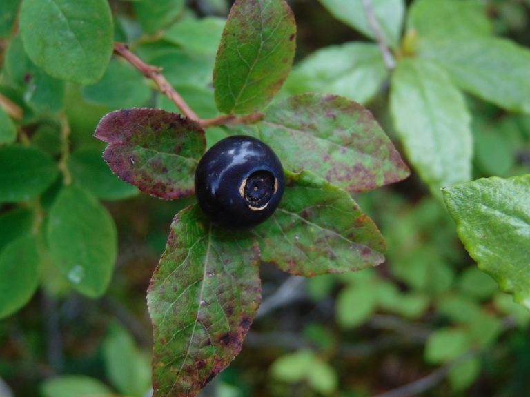 Black Huckleberries | Gohiking.ca