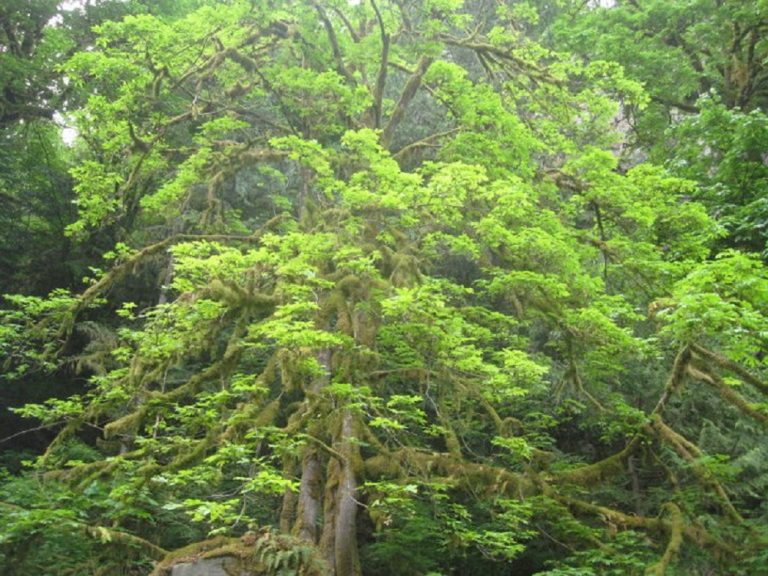 Deciduous Trees, Vancouver Island, BC | Gohiking.ca