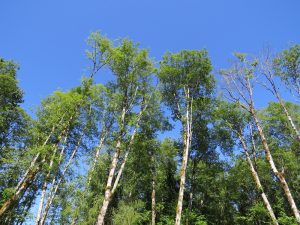 Red Alder, Decidous Trees, Vancouver Island, British Columbia