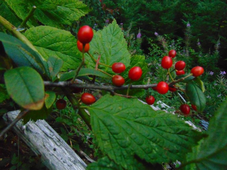Bitter Cherry Trees, Vancouver Island, BC | Gohiking