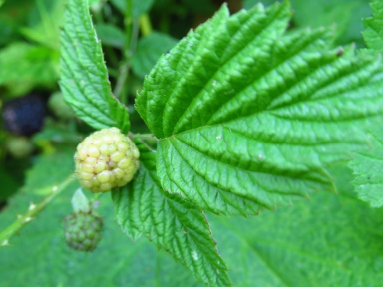 Black Cap Raspberries, Wild Fruit, Vancouver Island, BC