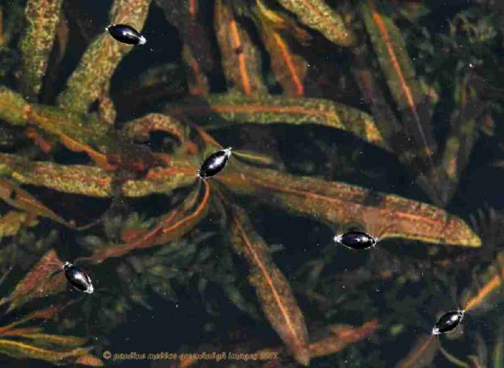 Whirly Gig Beetles, Vancouver Island, B.C. | Gohiking.ca