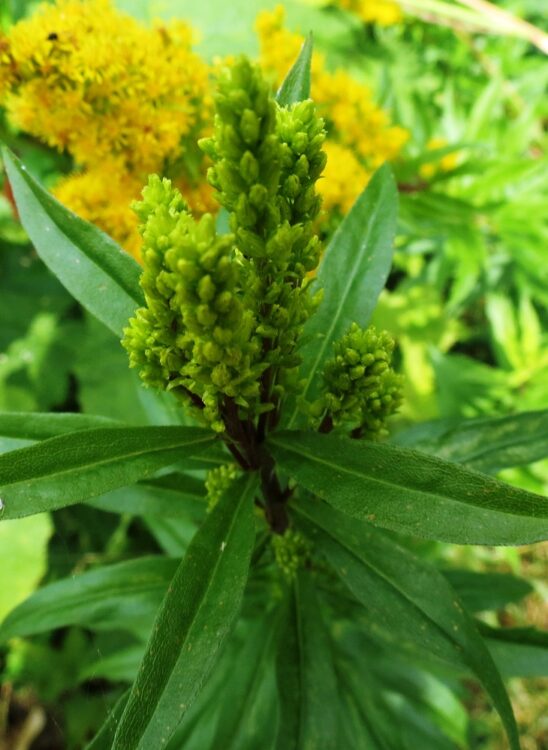 canada goldenrod (2) | Gohiking.ca