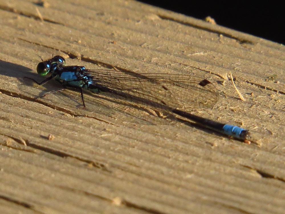 western forktail damselflies (4) | Gohiking.ca