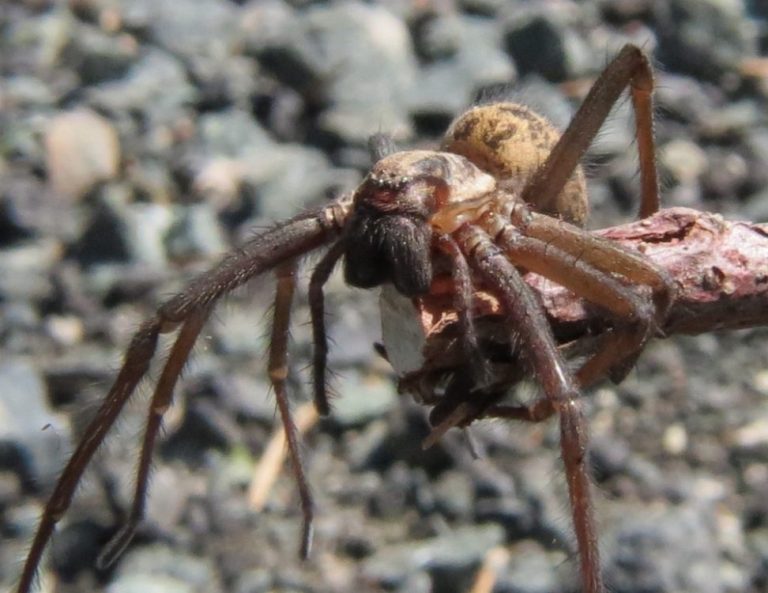 The Wonder Of Spiders, Vancouver Island, British Columbia