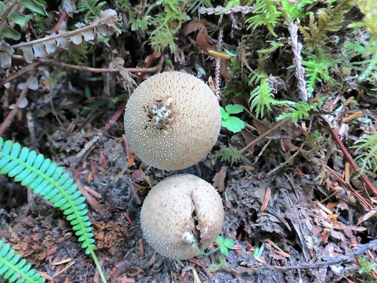 Gem Studded Puffball, Edible Mushrooms, Vancouver Island, BC