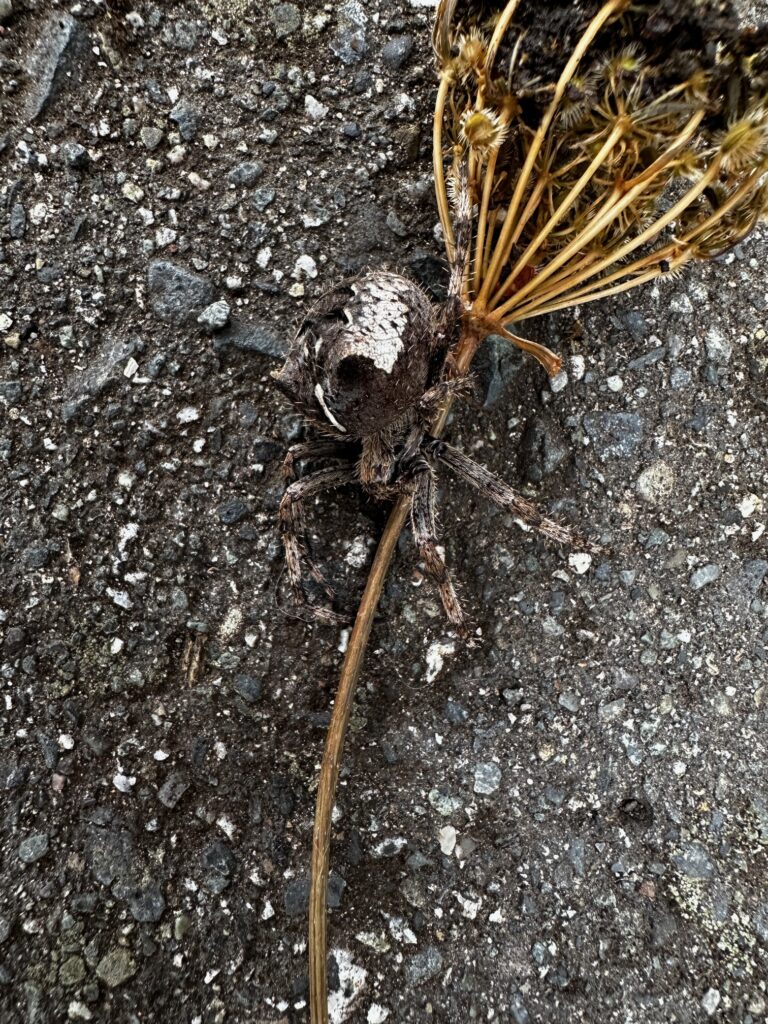 Spiders, Vancouver Island, British Columbia, Canada