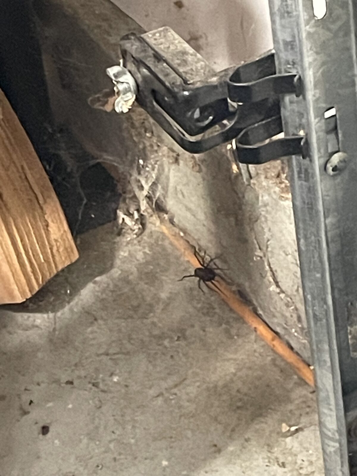 Spiders, Vancouver Island, British Columbia, Canada
