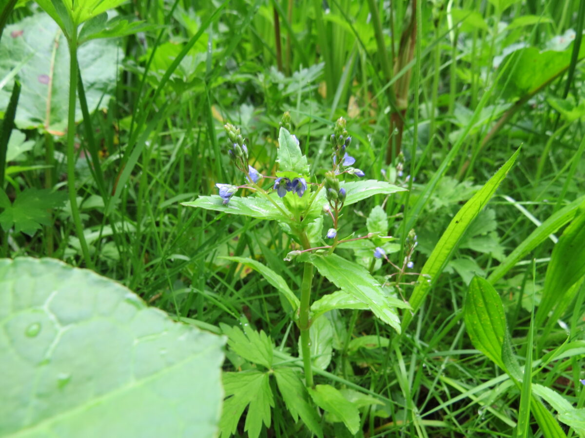 American Speedwell, Wildflowers, Vancouver Island, BC