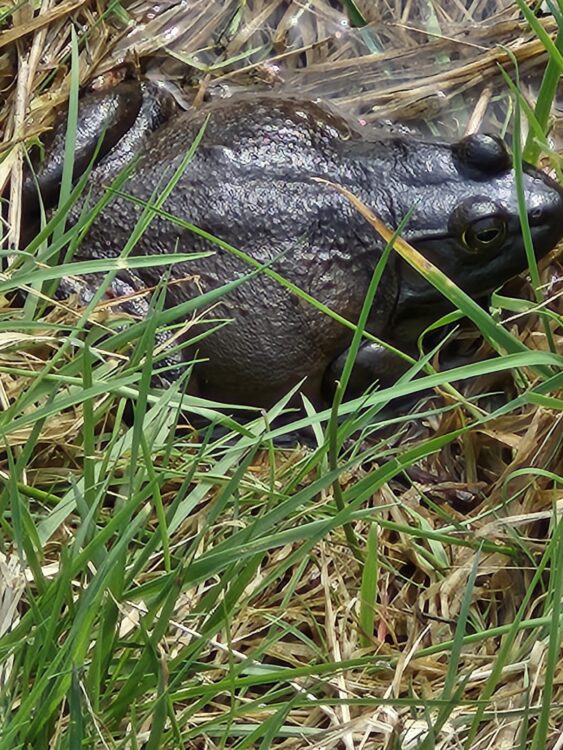 Frogs of Vancouver Island, Pacific Northwest Gohiking.ca